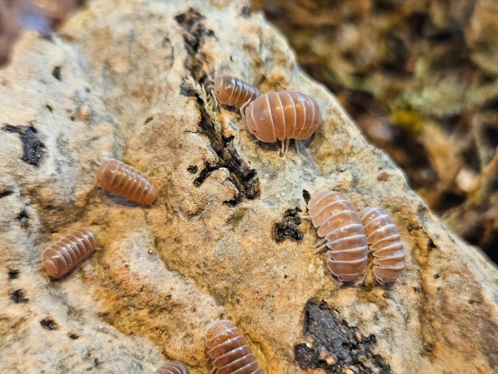 Armadillo officinalis 'Red/Brown' – Dutch Isopods