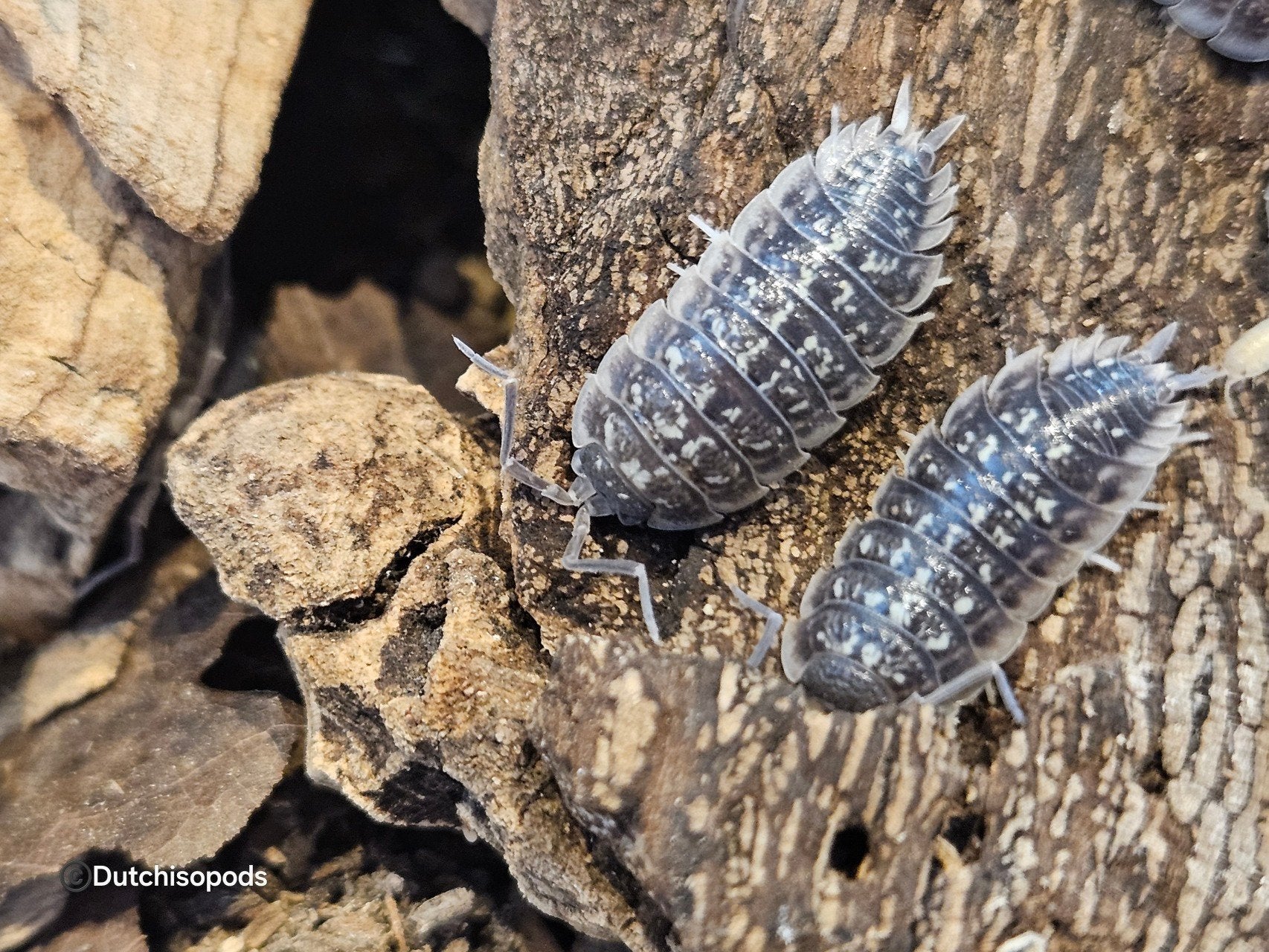 Porcellio haasi 'Dark form' – Dutch Isopods