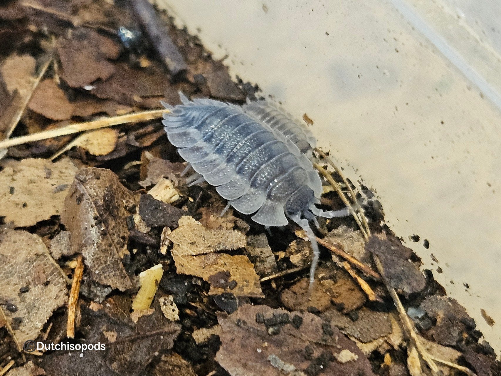 Porcellio spatulatus 'Coros' – Dutch Isopods